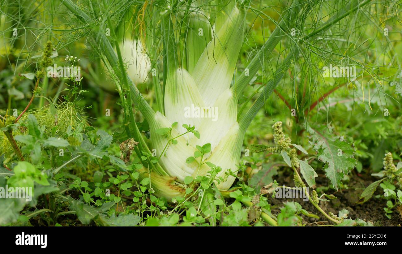 Fennel bio bulb Foeniculum vulgare close-up harvest stalks detail green ...