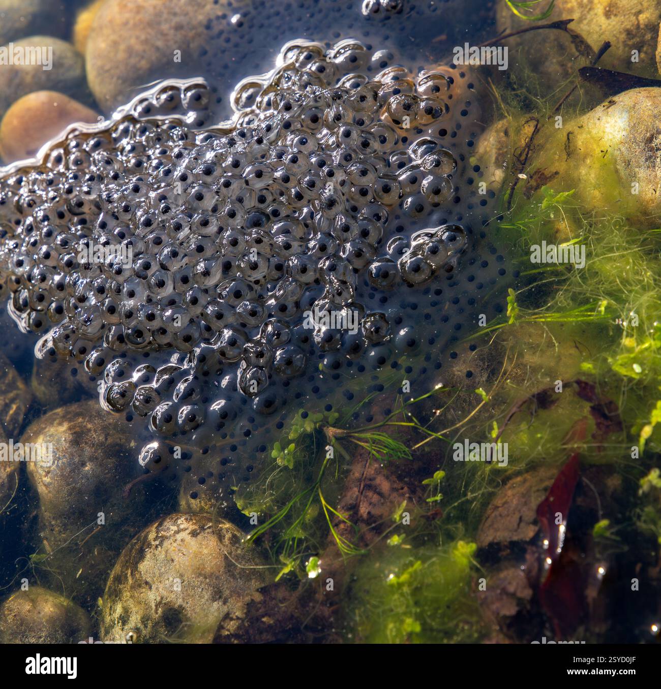 Cluster of frog spawn floating near rocks and algae in a freshwater pond Stock Photo - Alamy