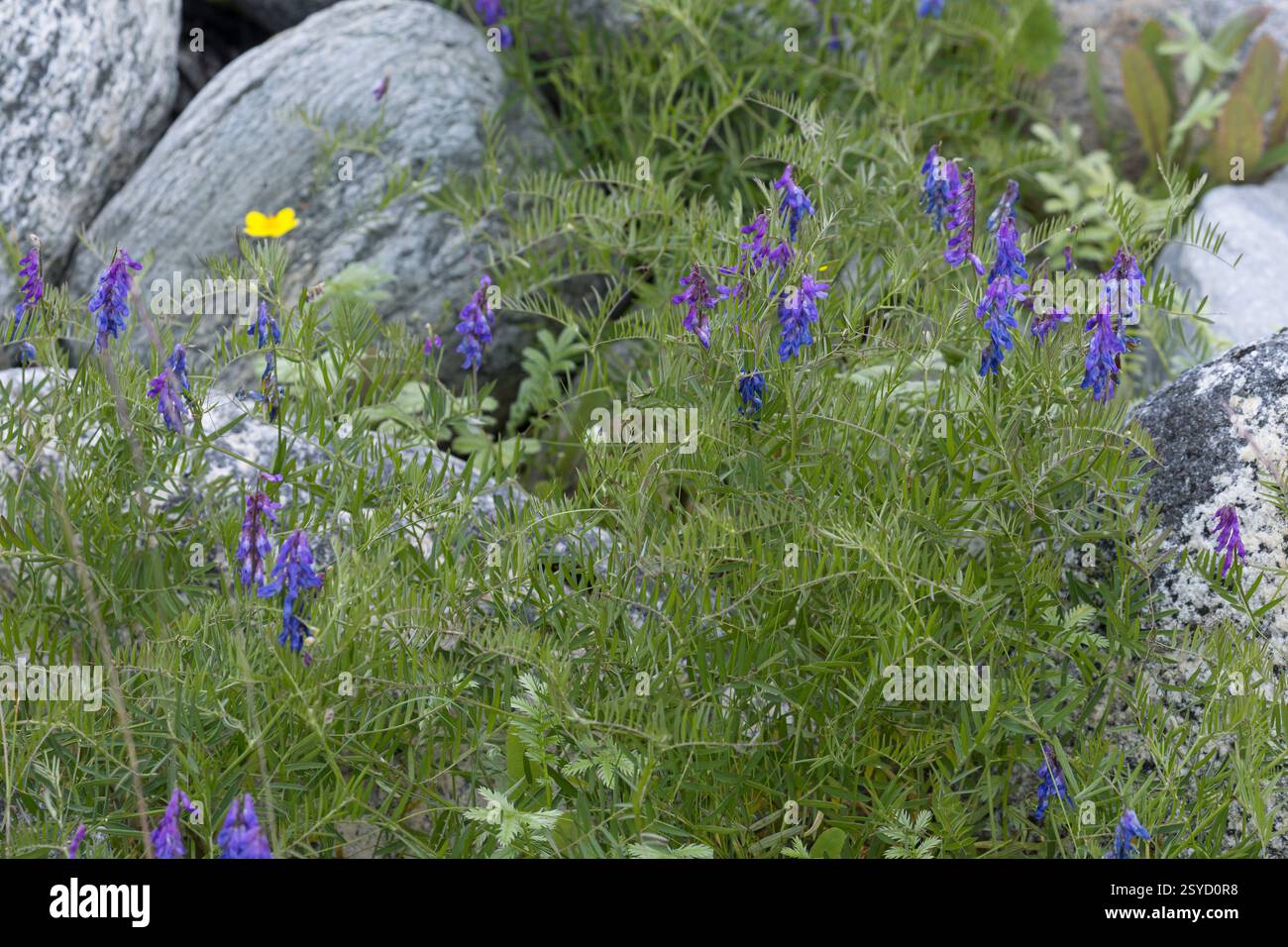 Vogel-Wicke, Vogelwicke, Wicke, Vicia cracca, tufted vetch, cow vetch ...