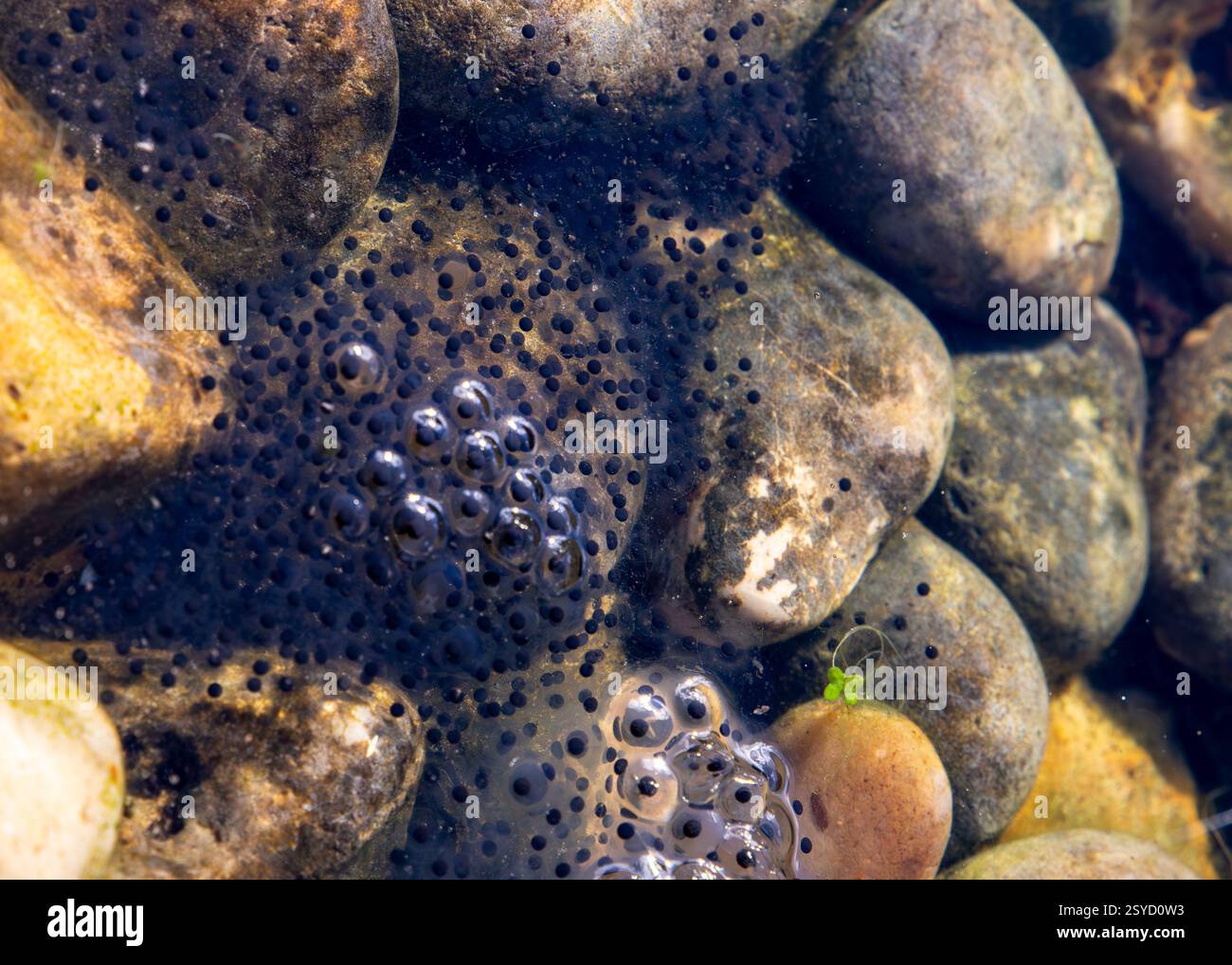 Close-up of frogspawn among smooth river rocks submerged in clear water, showing eggs with ...