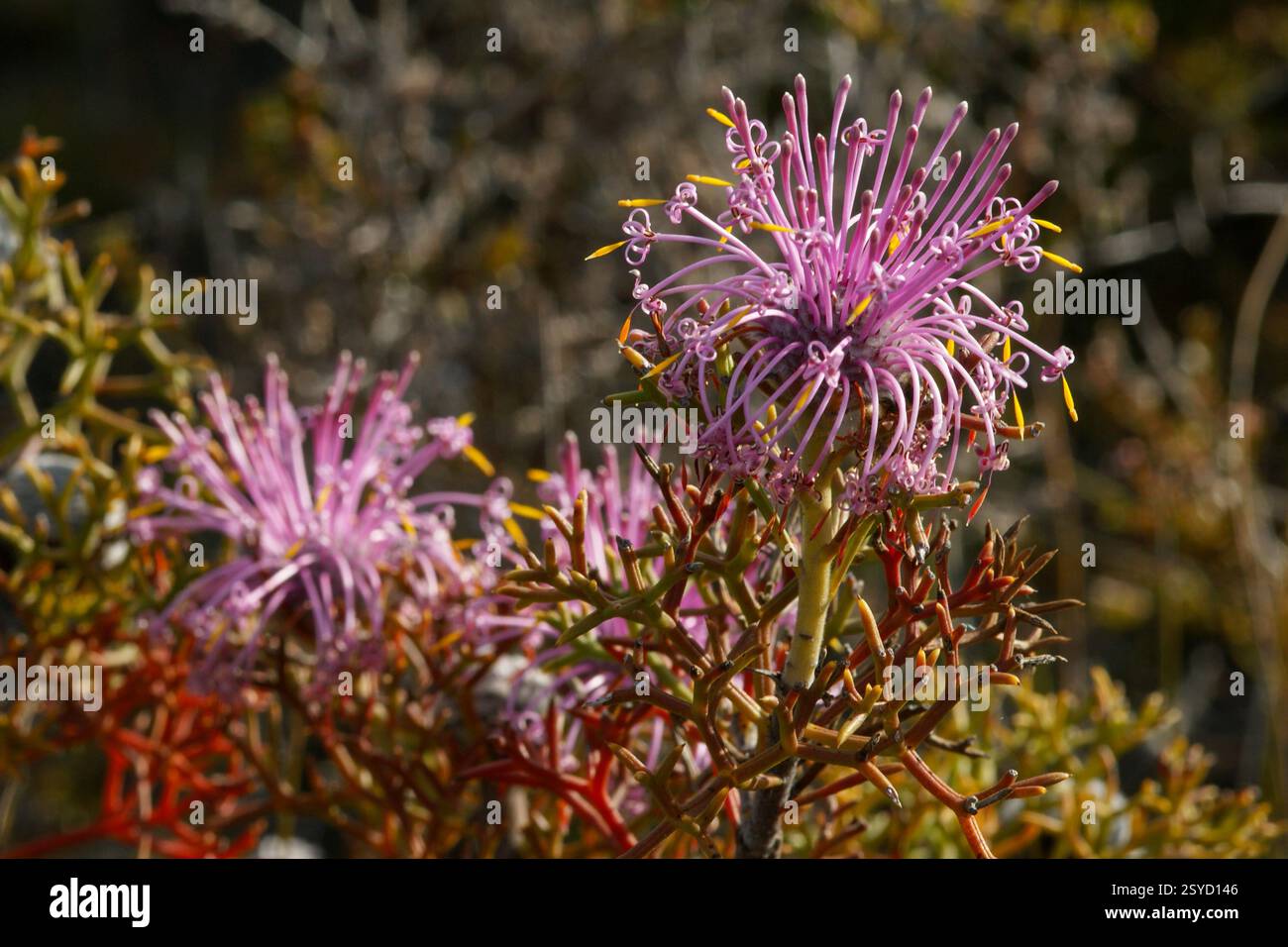 Rose coneflower (Isopogon formosus) in bloom, in natural habitat at ...