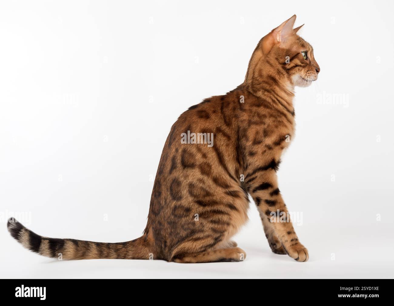 Portrait of a Bengal cat. Side view. Studio shot on a white background ...