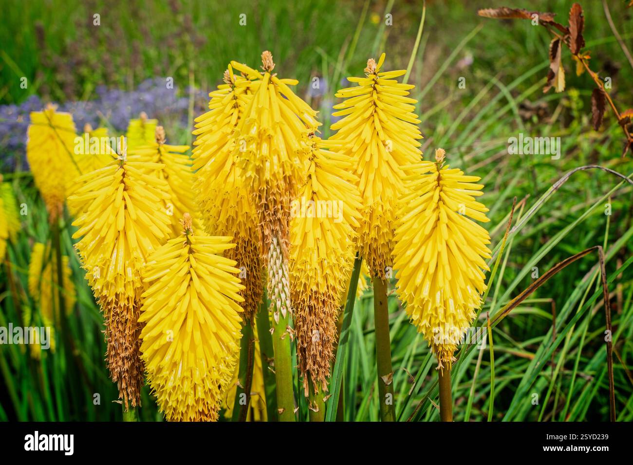 A close-up of stunning yellow torch lilies glowing brightly in a green meadow Stock Photo - Alamy