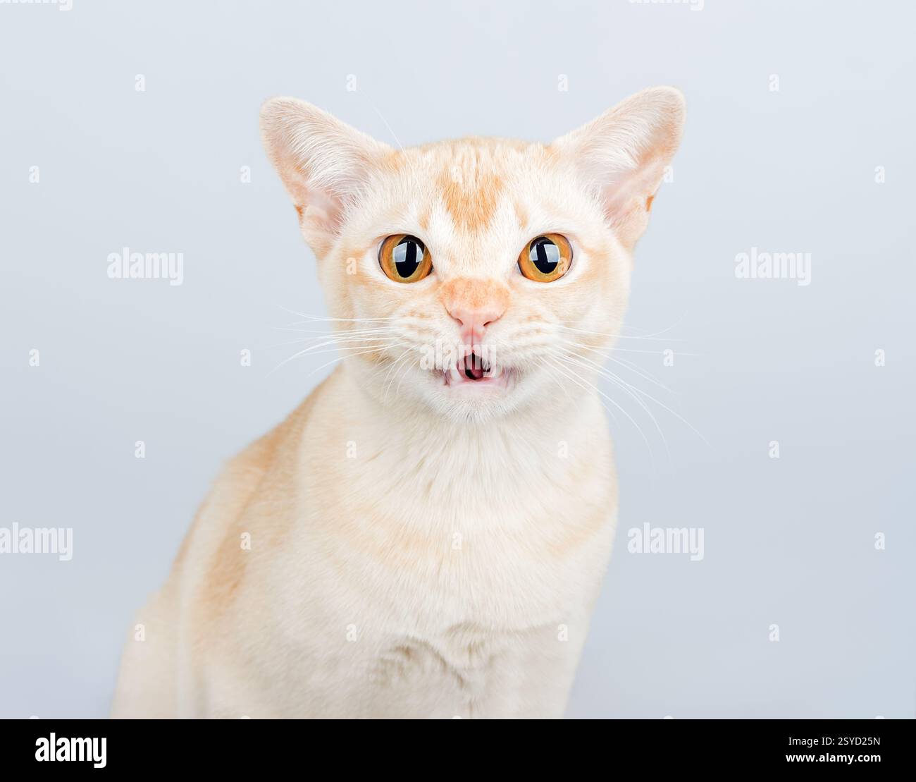 Funny red cat wide hi-res stock photography and images - Alamy