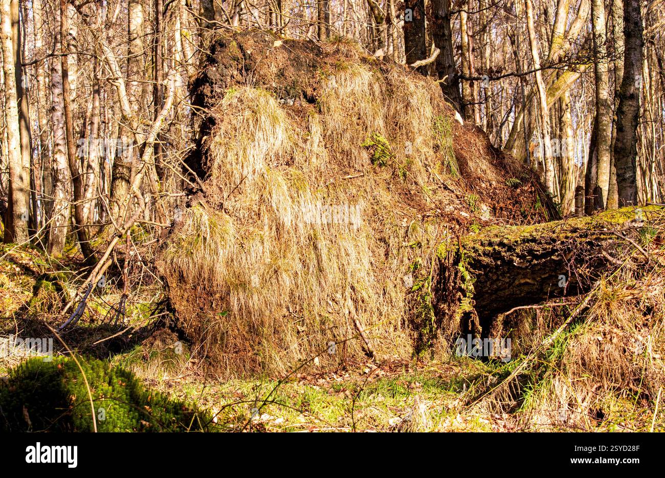 Dundee Templeton Woods has unique woodland settings with common ...