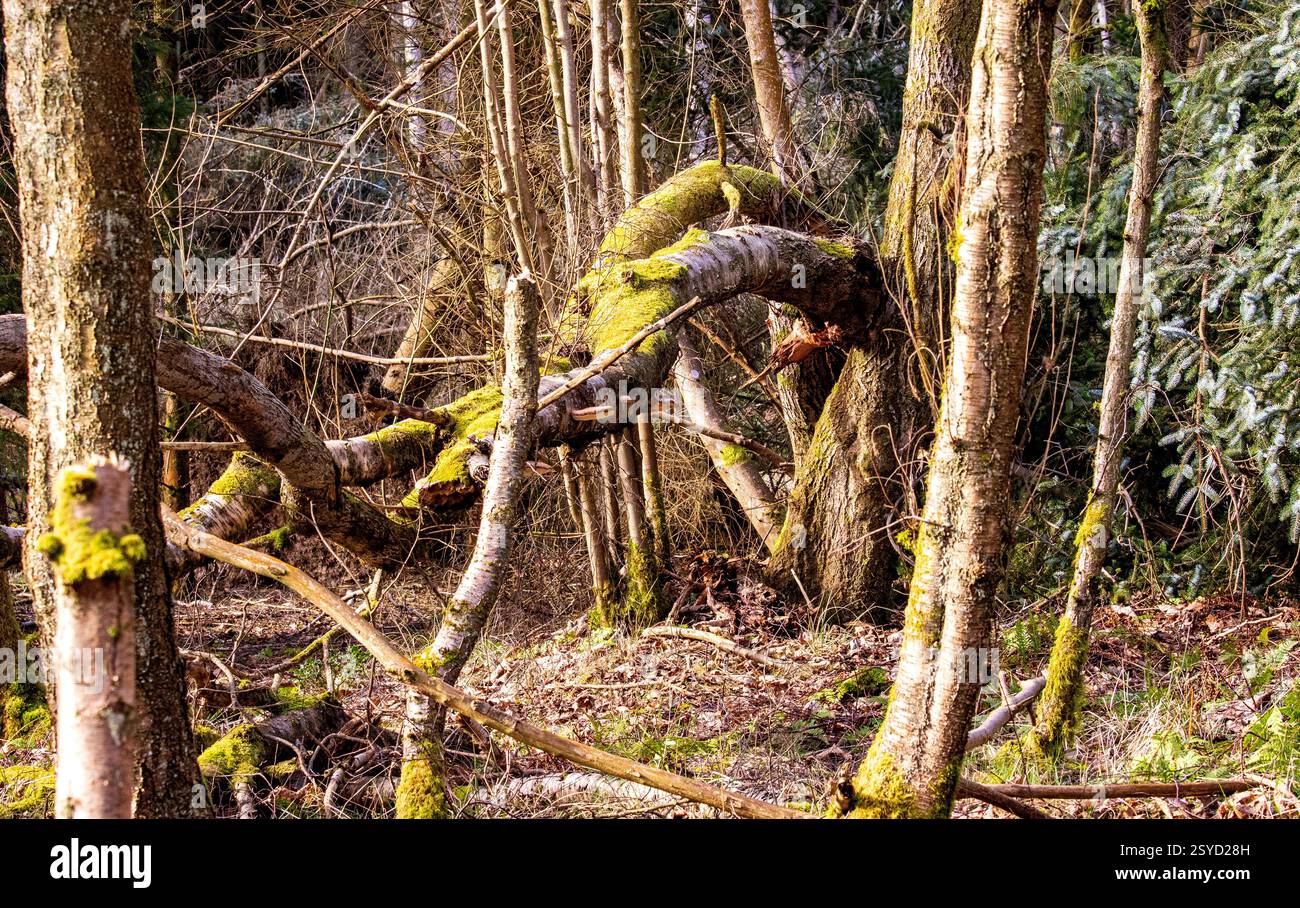 Dundee Templeton Woods has unique woodland settings with common ...