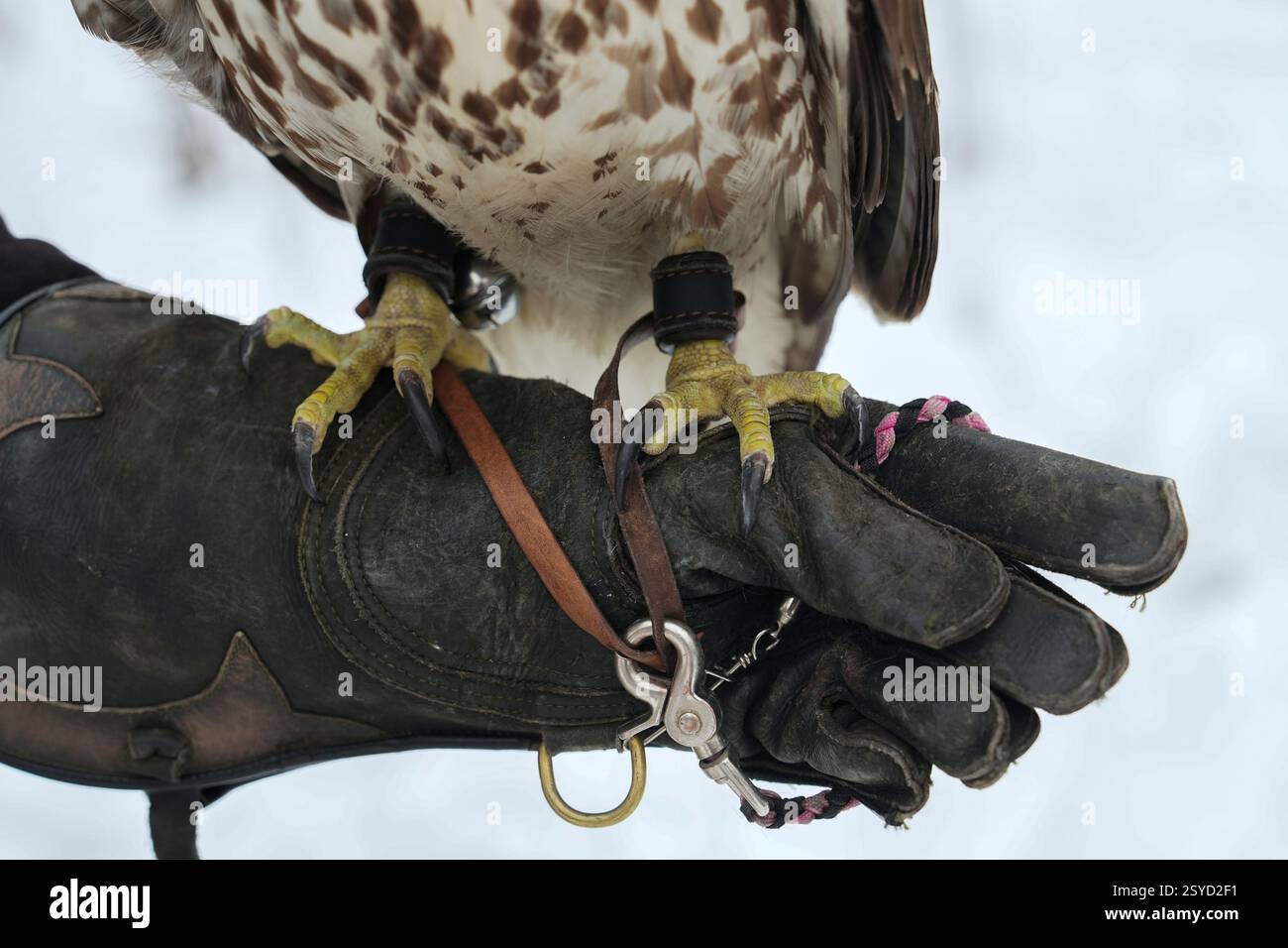 Alexie Echo-Hawk, a juvenile red-tailed hawk, perches on the hand of ...