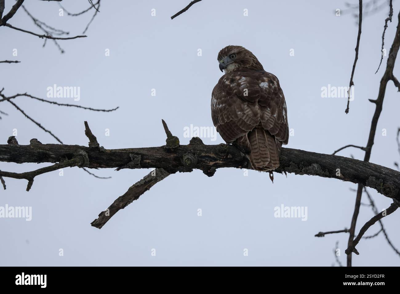 Alexie Echo-Hawk, a red-tailed hawk, perches in a tree while hunting ...
