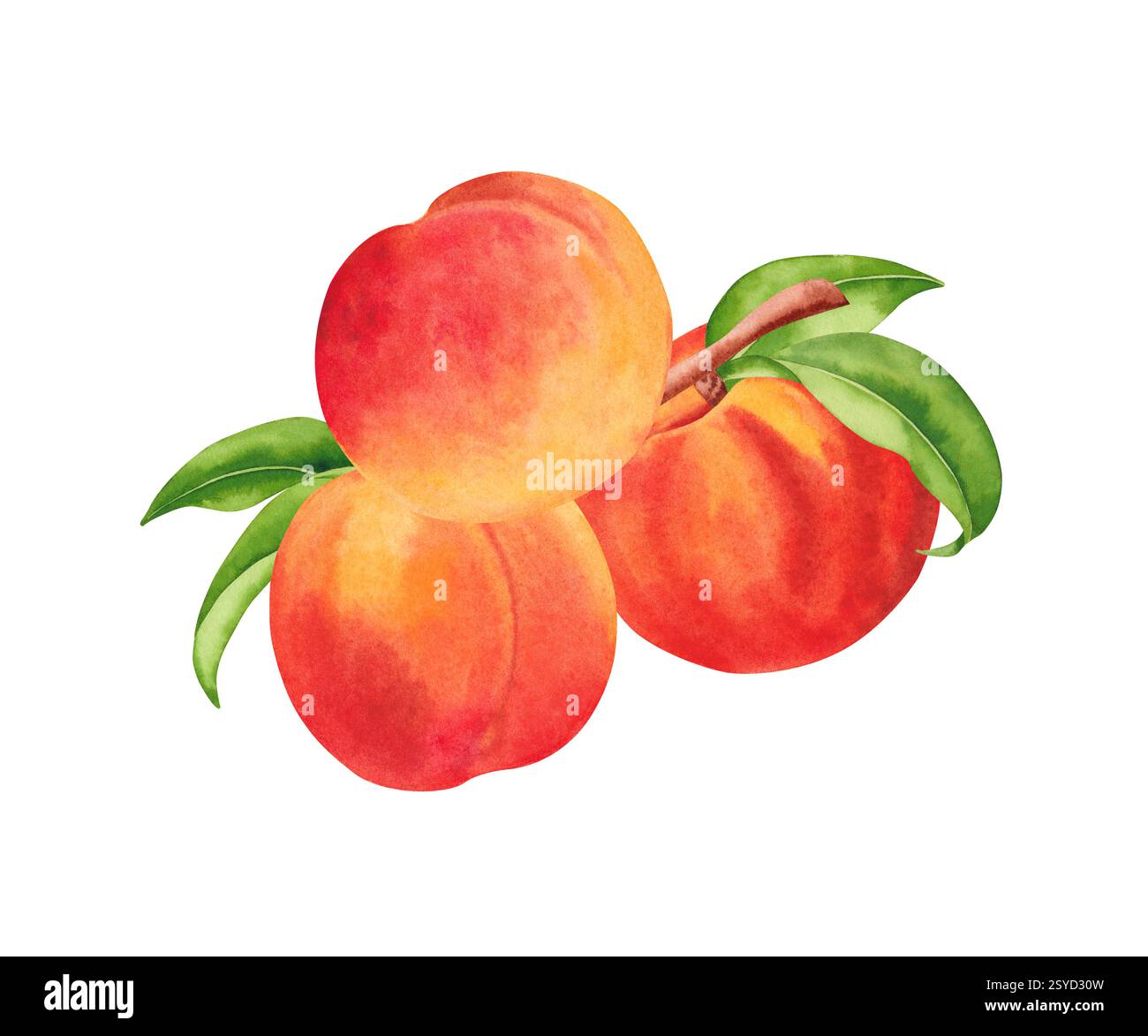 Watercolor illustration of peach tree branch with fruits and green ...