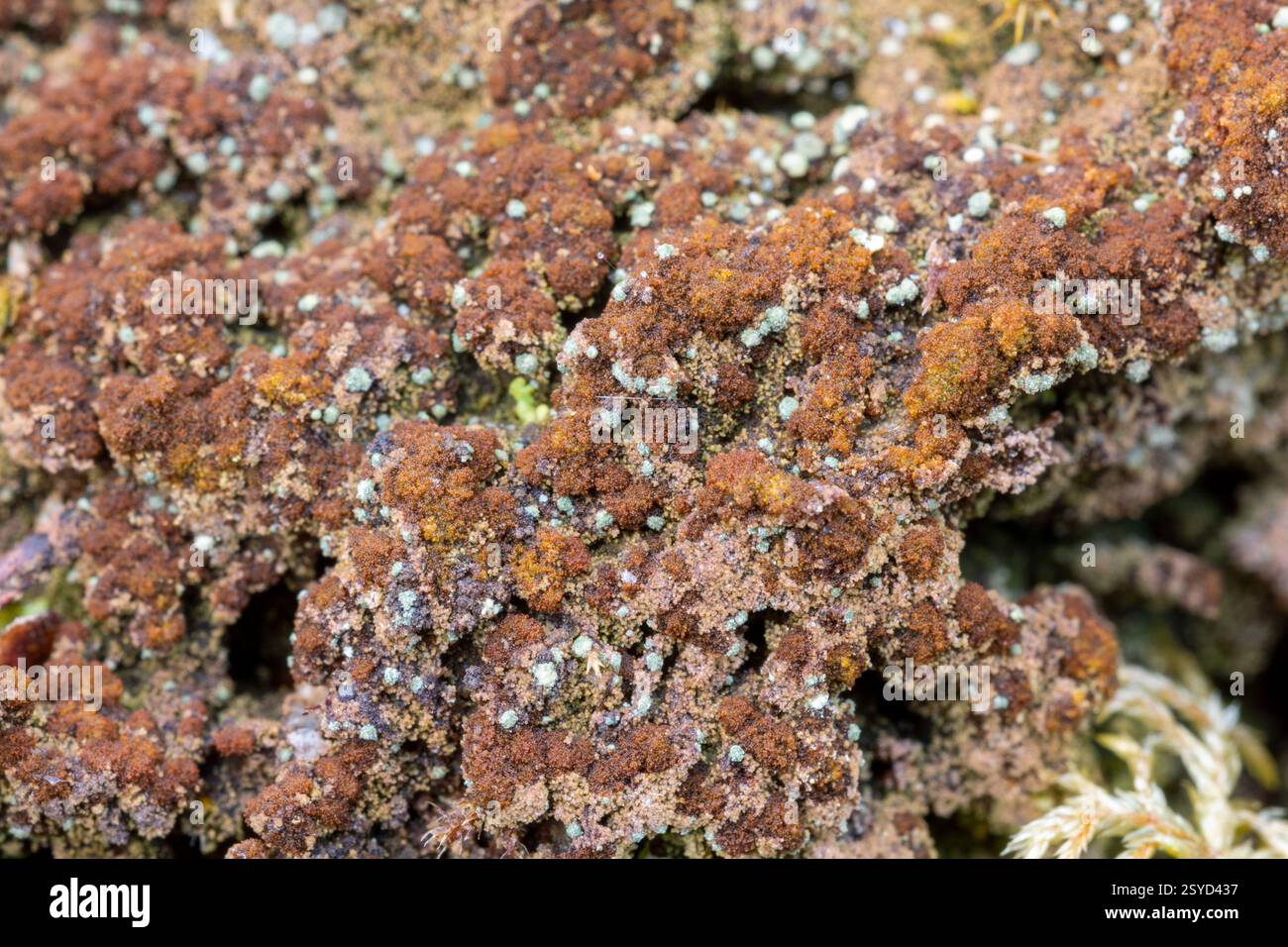 Buxbaumia viridis, the green shield-moss, the clusters of brown ...