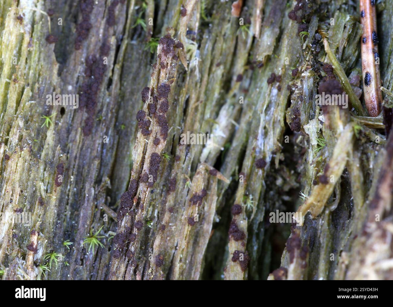 Buxbaumia viridis, the green shield-moss, the clusters of brown ...