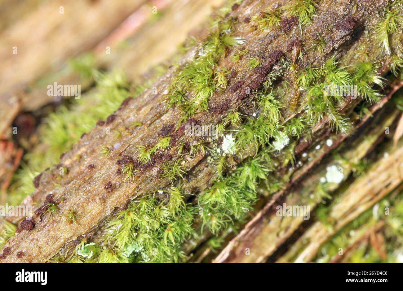 Buxbaumia viridis, the green shield-moss, the clusters of brown ...