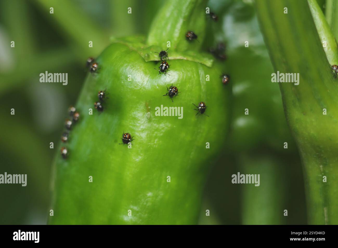 Pests on green peppers, aphids, black insects,close-up,.selected focus ...
