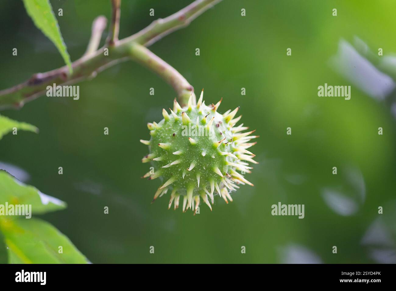 Horse chestnut tree woodland summer hi-res stock photography and images ...