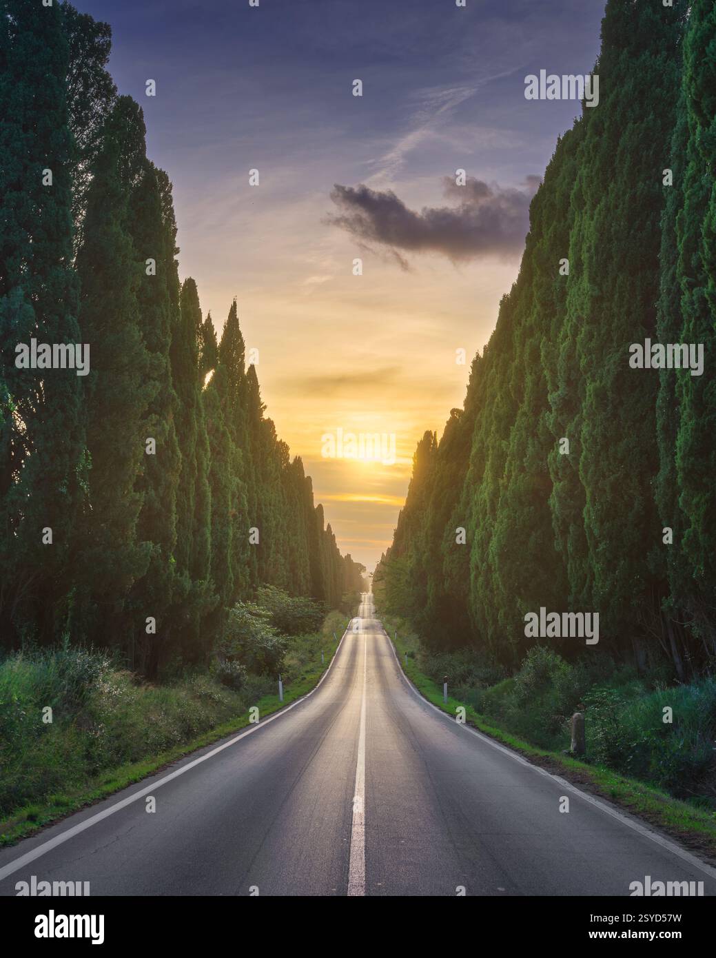 The cypress tree-lined avenue of Bolgheri and the sun in the middle ...