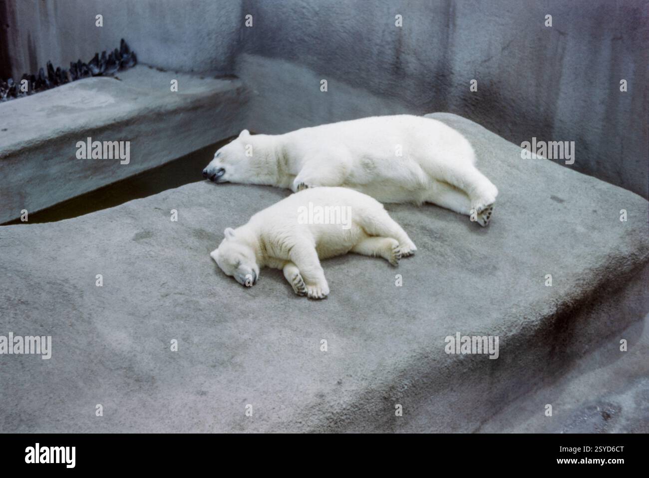 London Zoo in the 1960s in colour. Young Polar Bear cub - Ursus ...