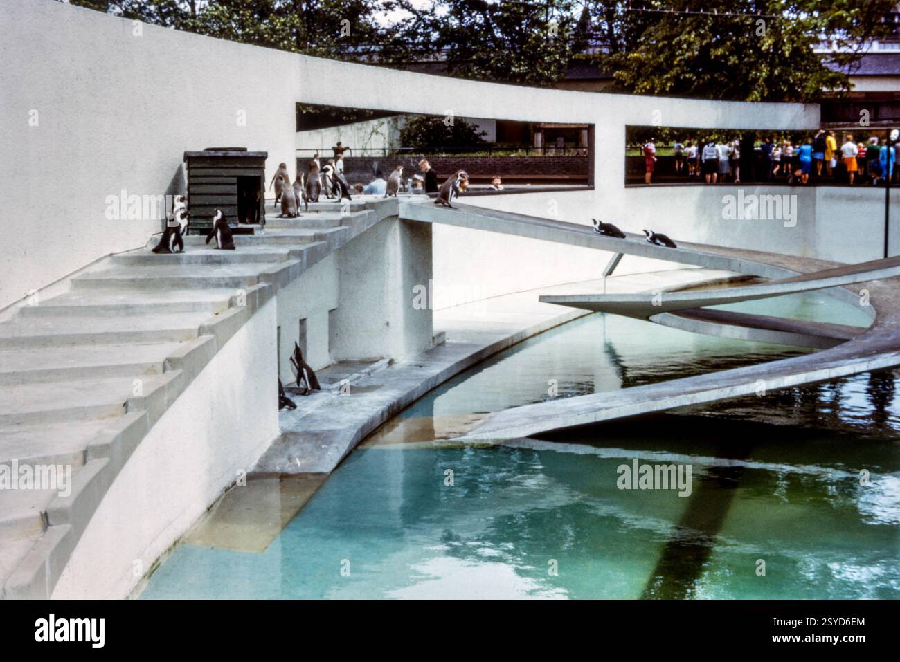 London Zoo in the 1960s in colour. Penguin Pool. The enclosure was ...