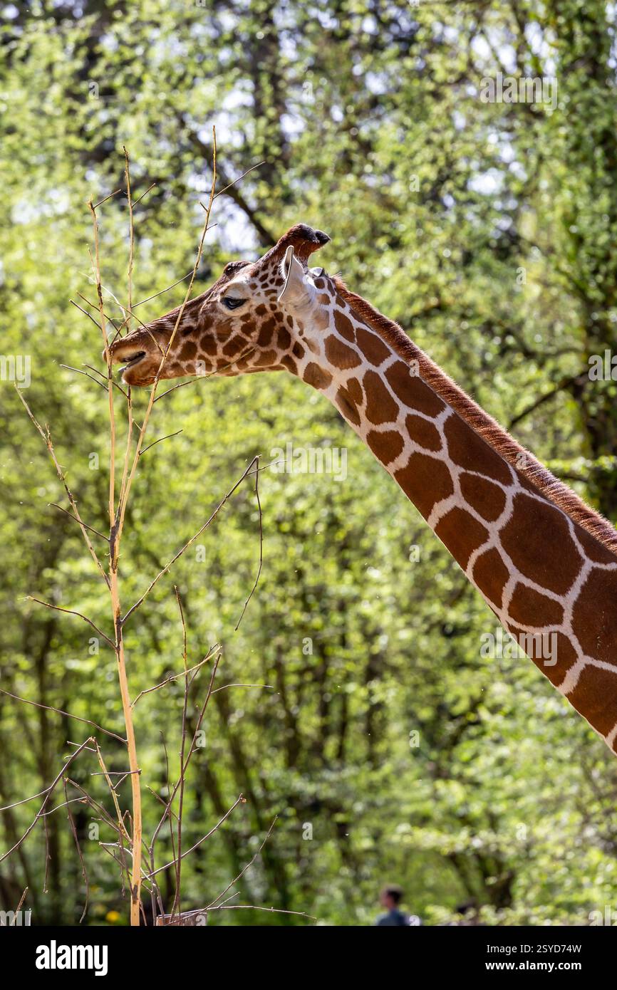 A giraffe stands gracefully in a zoo, nibbling on tall grass among lush ...