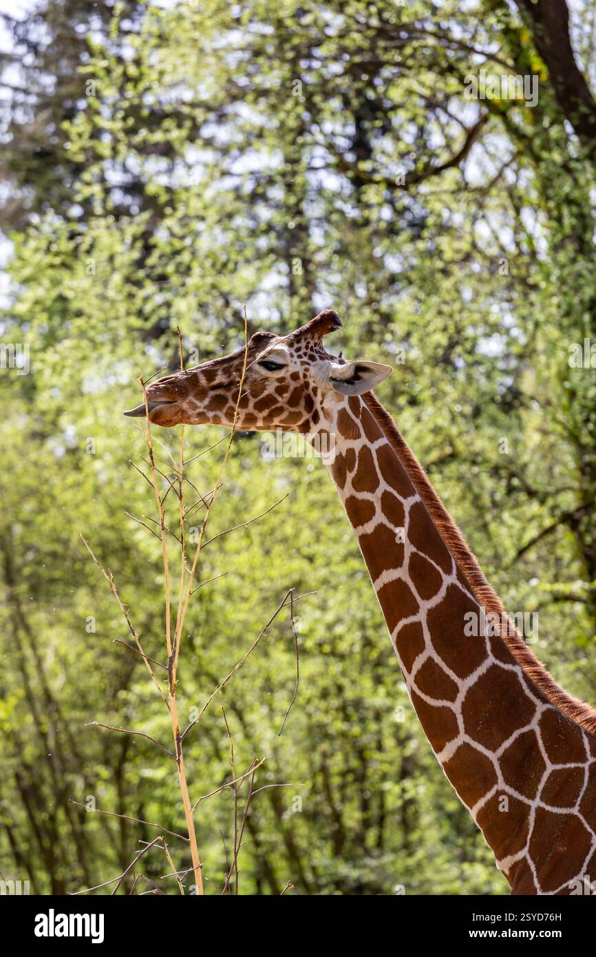 A giraffe stands gracefully in a zoo, nibbling on tall grass among lush ...