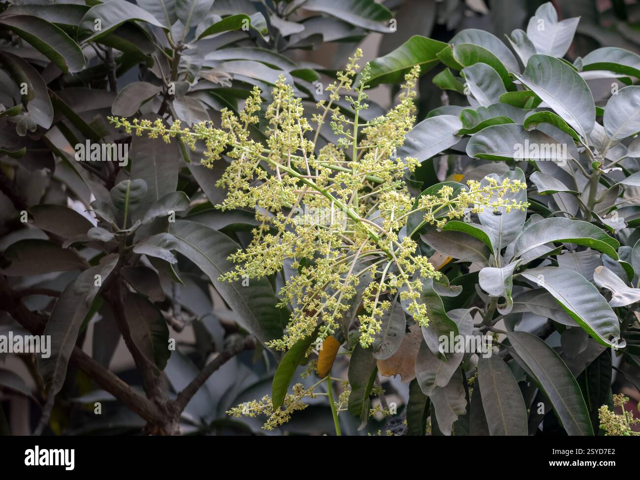 Bangladesh mango tree hi-res stock photography and images - Alamy