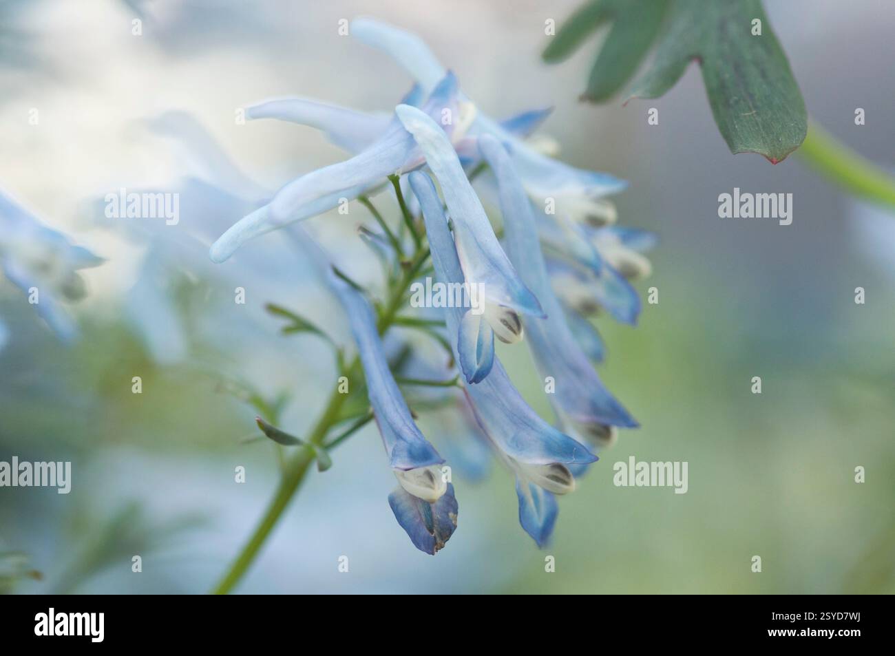 Flexuosa hi-res stock photography and images - Alamy