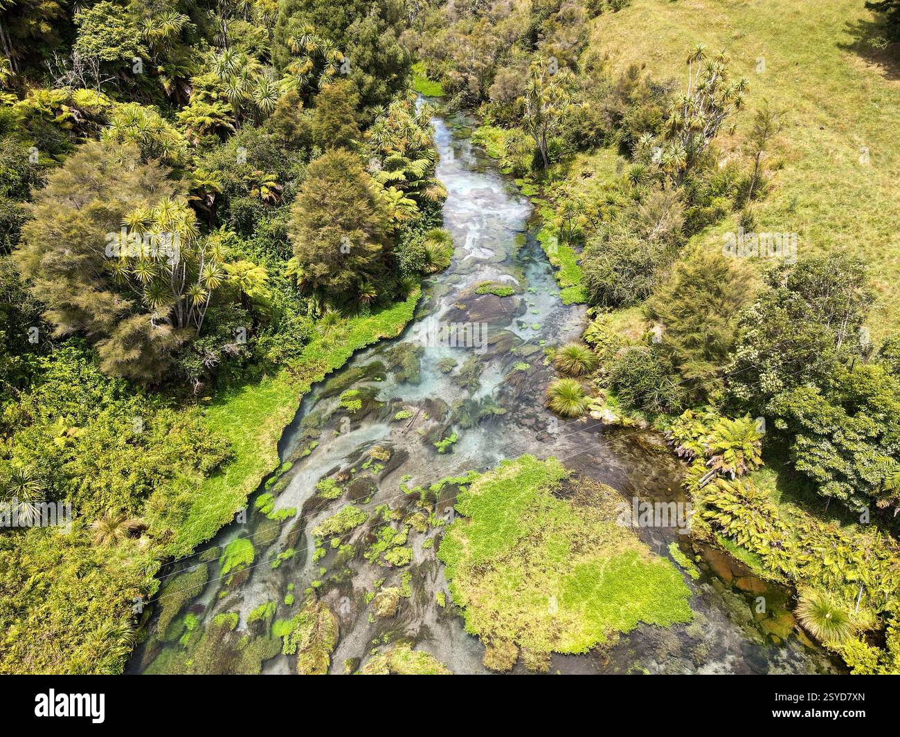 Drone view at Blue Spring river (Te Waihou Walkway) on New Zealand ...
