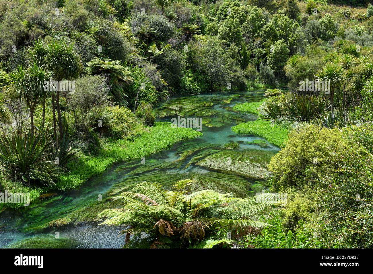 View at Blue Spring river (Te Waihou Walkway) on New Zealand Stock ...
