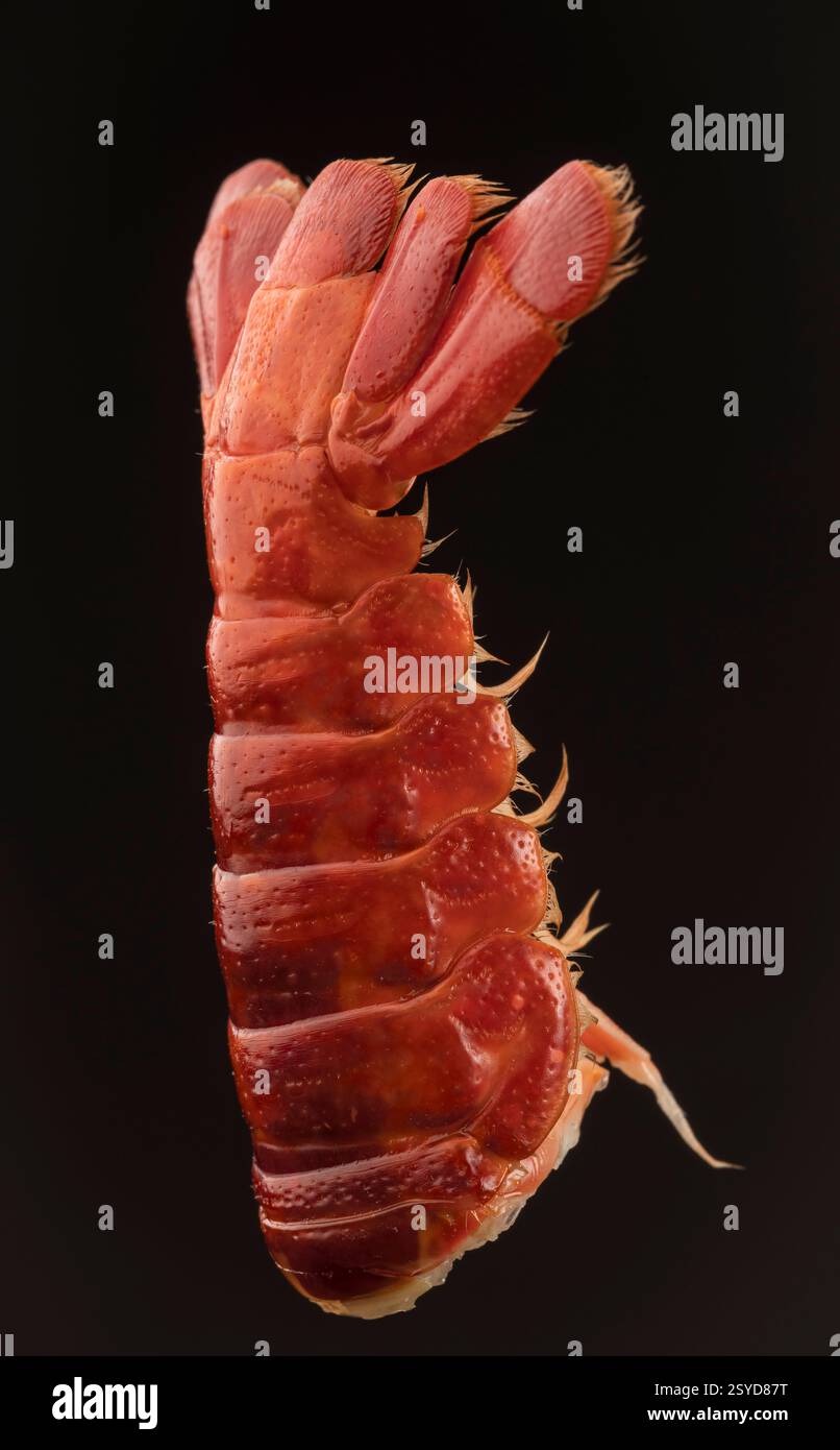 Abdominal somites hi-res stock photography and images - Alamy