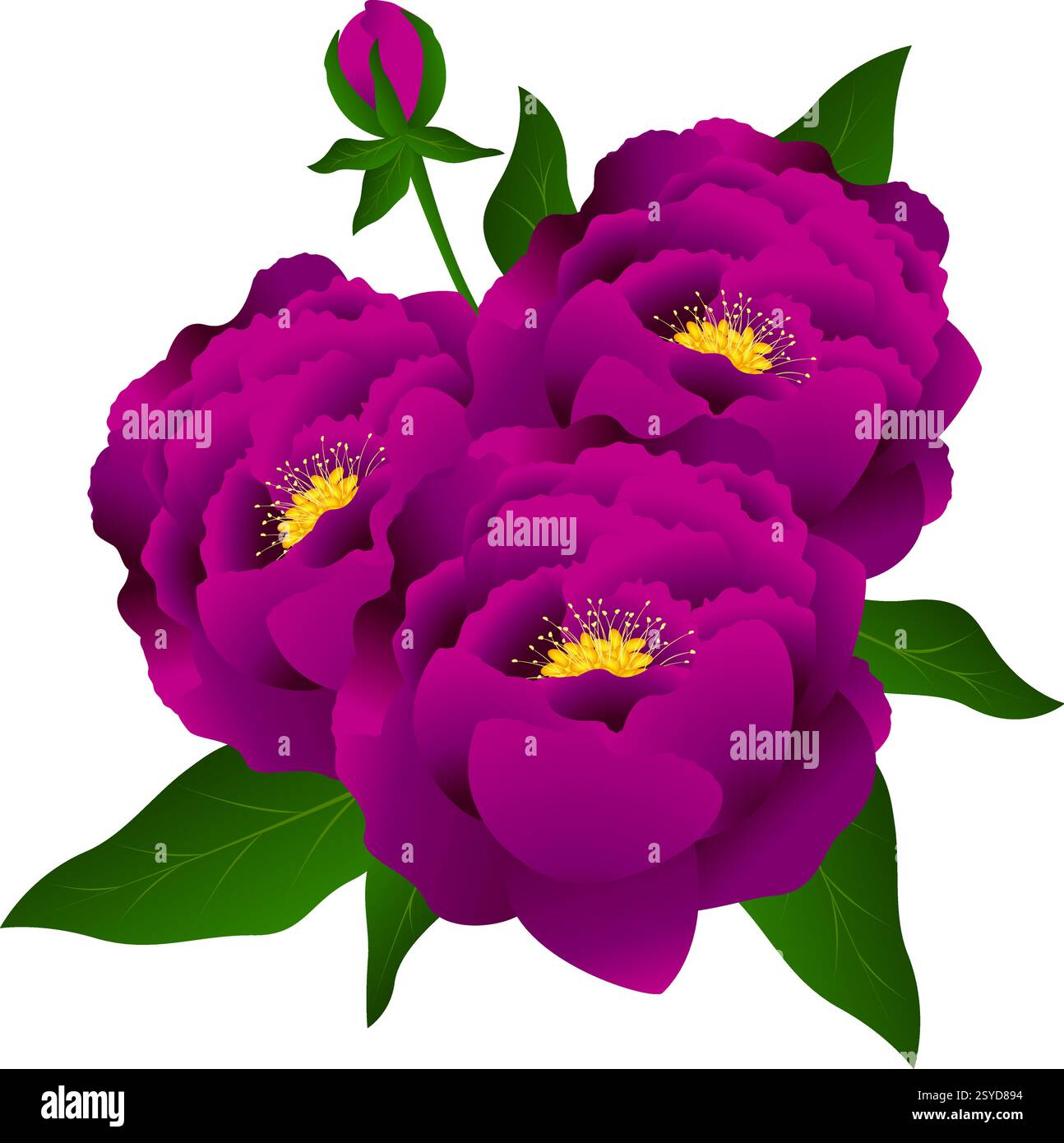Classic peonies Cut Out Stock Images & Pictures - Alamy