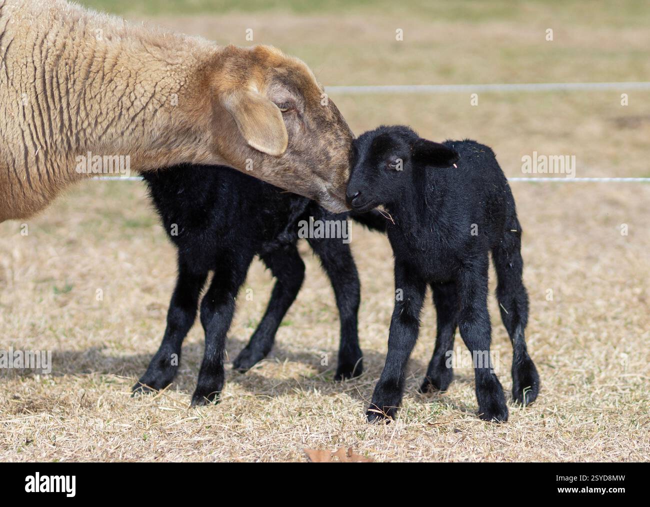 Brown Katahdin sheep ewe showing affection for the black lamb she just ...
