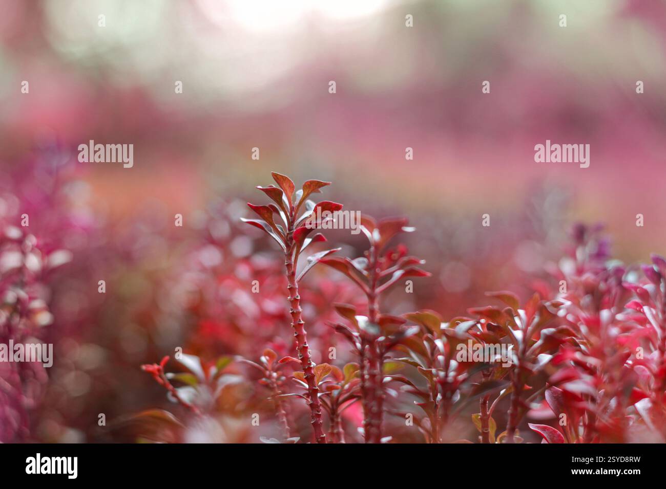 Beautiful arrangement of purple plants standing straight with multiple ...