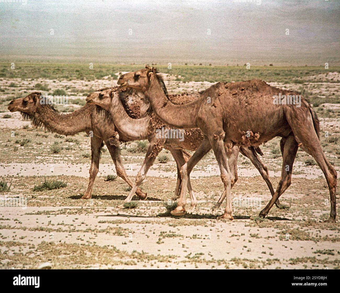Afghan desert hi-res stock photography and images - Alamy