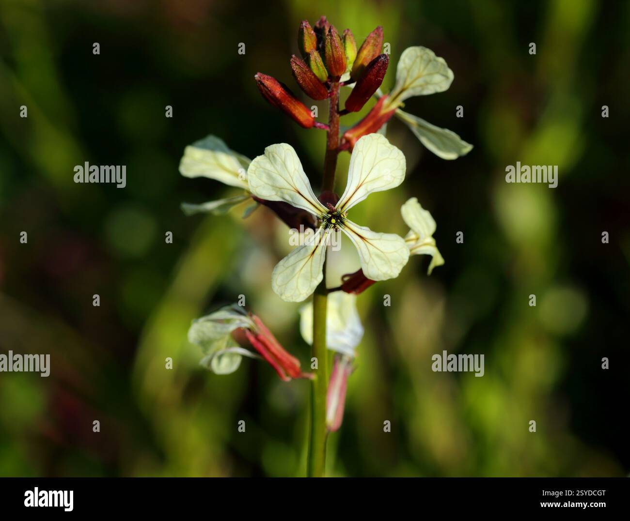 Arugula flower in the wild - Eruca vesicaria. Rucala or rocket is a ...