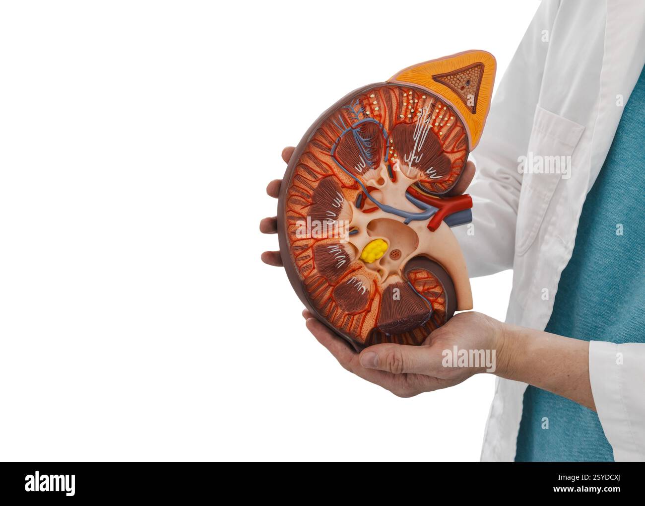 Medical anatomical model of kidney in doctor's hands, isolated on white ...