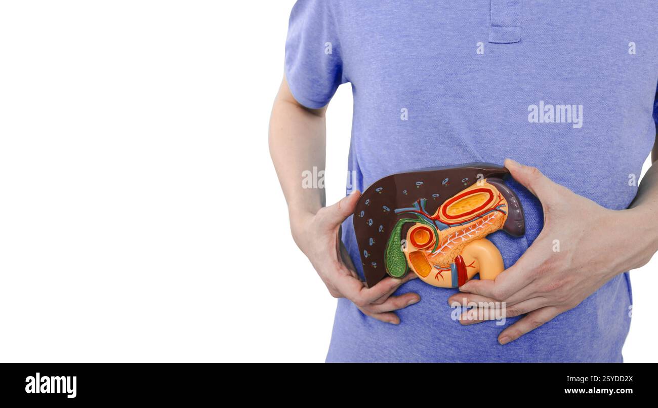 Human liver health. Gastroenterologist is holding in hands medical ...