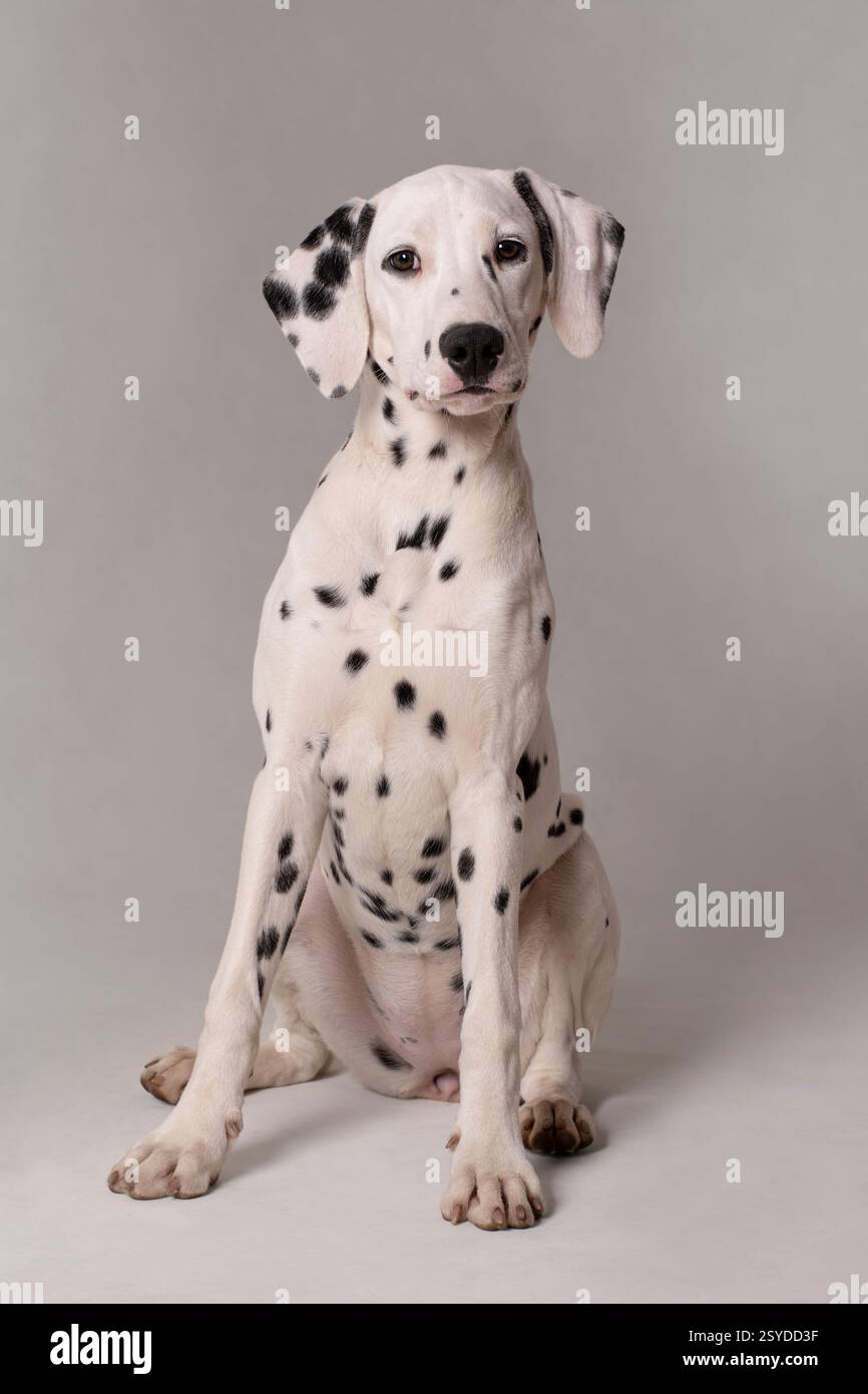 Dalmatian puppy sitting studio portrait Stock Photo - Alamy