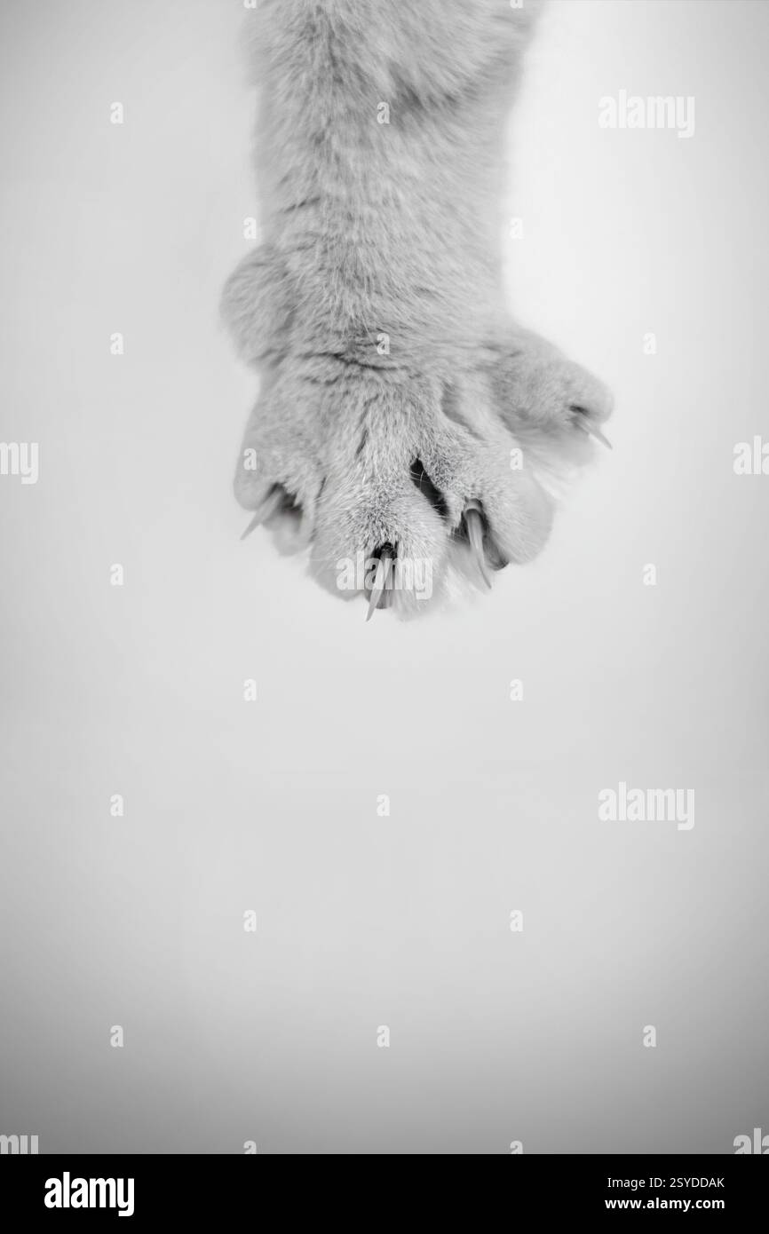 Cat's stretched out paw with claws vertical close-up detail black and ...