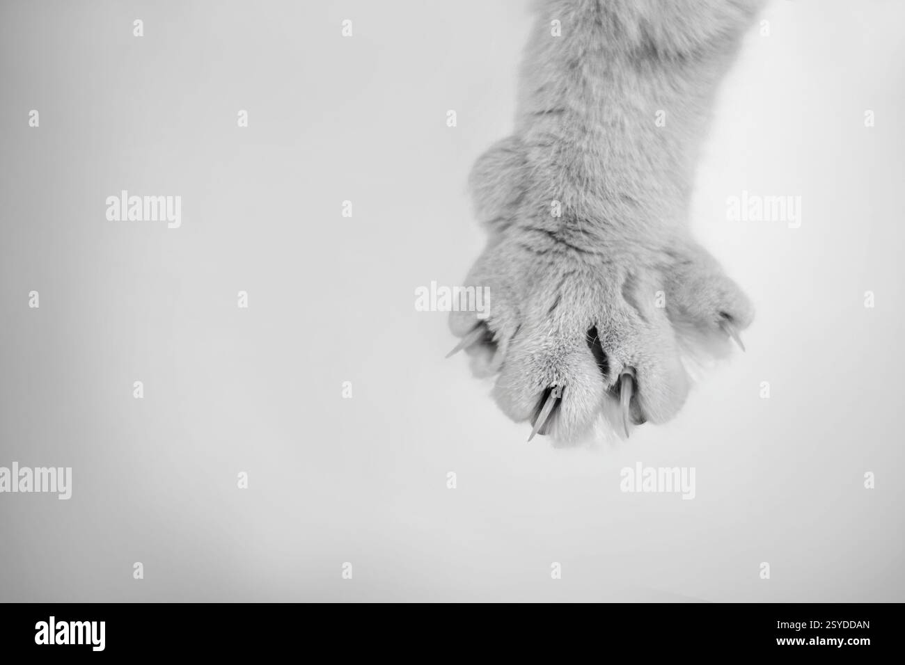 Cat stretched out claws hi-res stock photography and images - Alamy