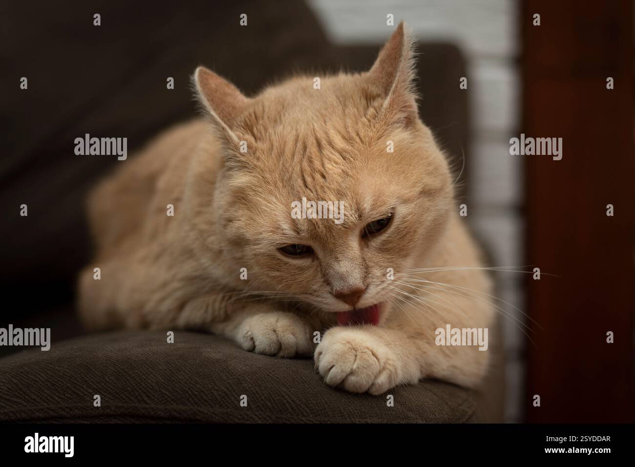 Beige paws hi-res stock photography and images - Alamy