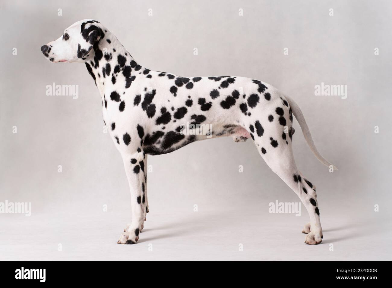 Dalmatian dog standing side studio portrait on white background Stock ...