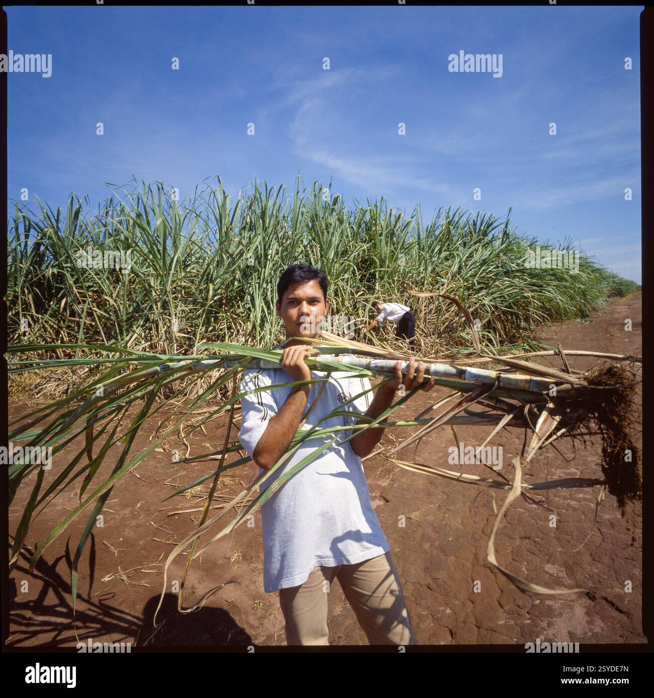 Brazil, Sao Paulo province, harvesting sugar cane on a plantation Stock ...