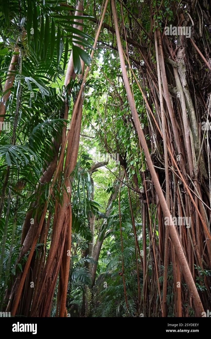 Vines tightly wrap around trees in the rainforest of Mahe Island ...
