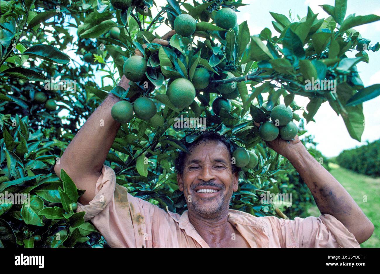 In Brazil, oranges are harvested in a plantation two hours' drive from ...