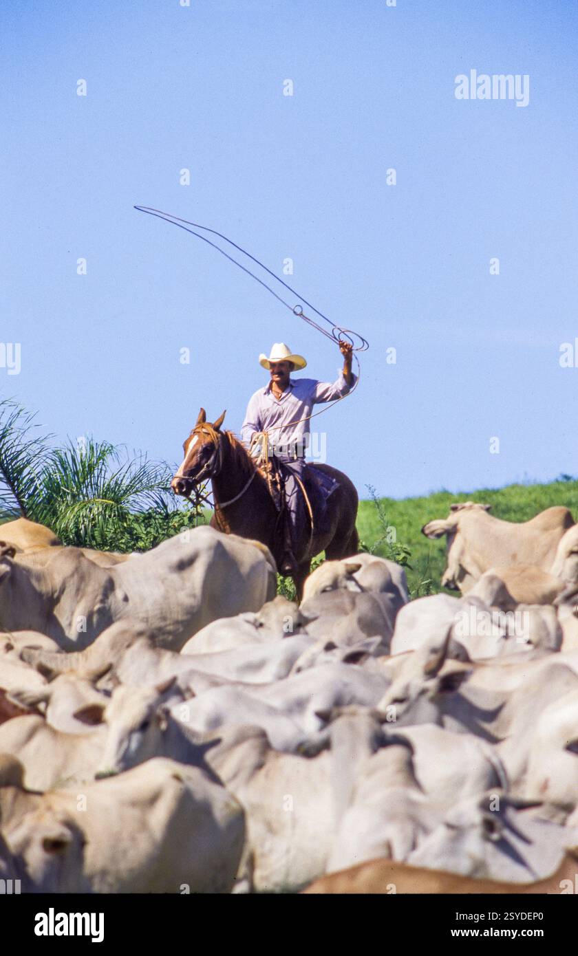 Brazil, in the state of Sao Paulo, cows are kept on a clear-cut forest ...
