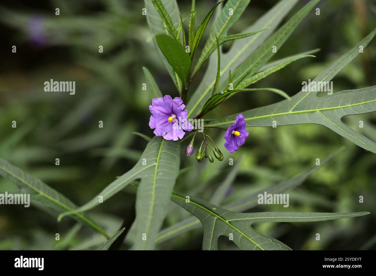 Kangaroo Apple, Poroporo or Bullibulli, Solanum laciniatum, Solanaceae ...
