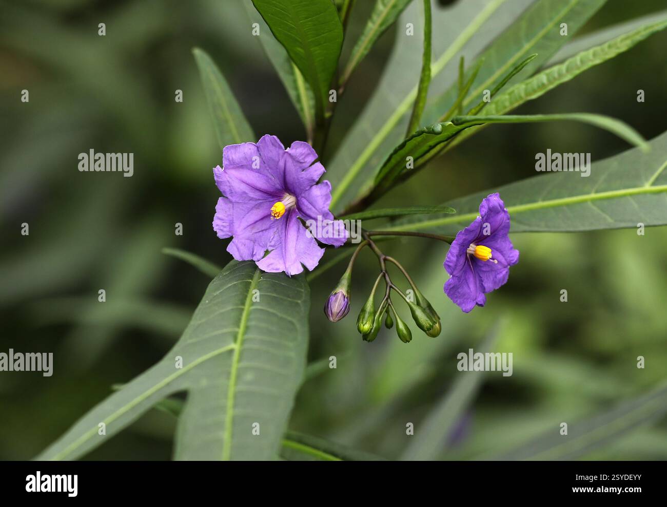 Kangaroo Apple, Poroporo or Bullibulli, Solanum laciniatum, Solanaceae ...