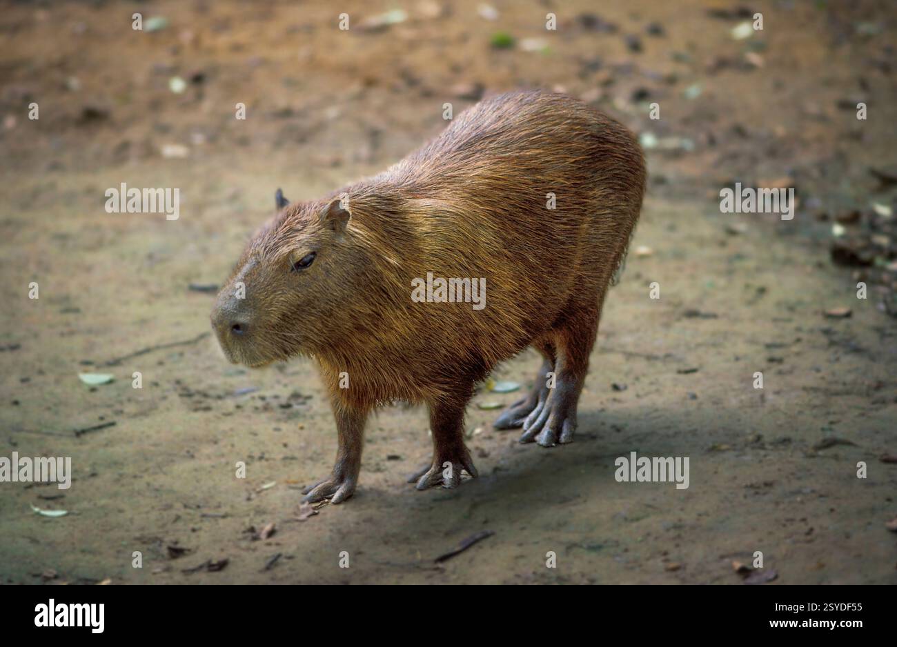 Brazil, the Capybara (Hydrochaeris hydrochaeris) is the world's largest ...