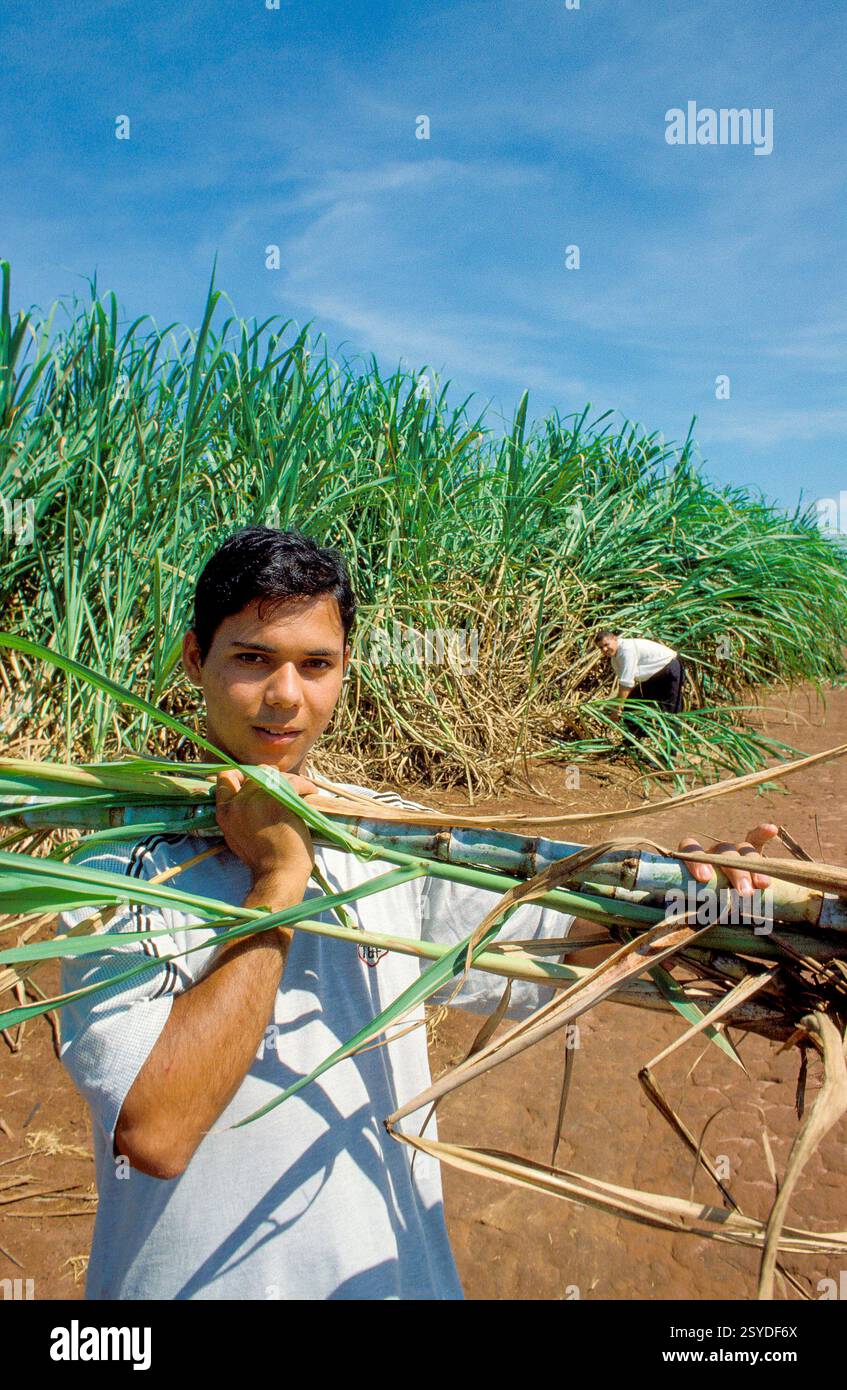 Brazil, Sao Paulo province, harvesting sugar cane on a plantation Stock ...