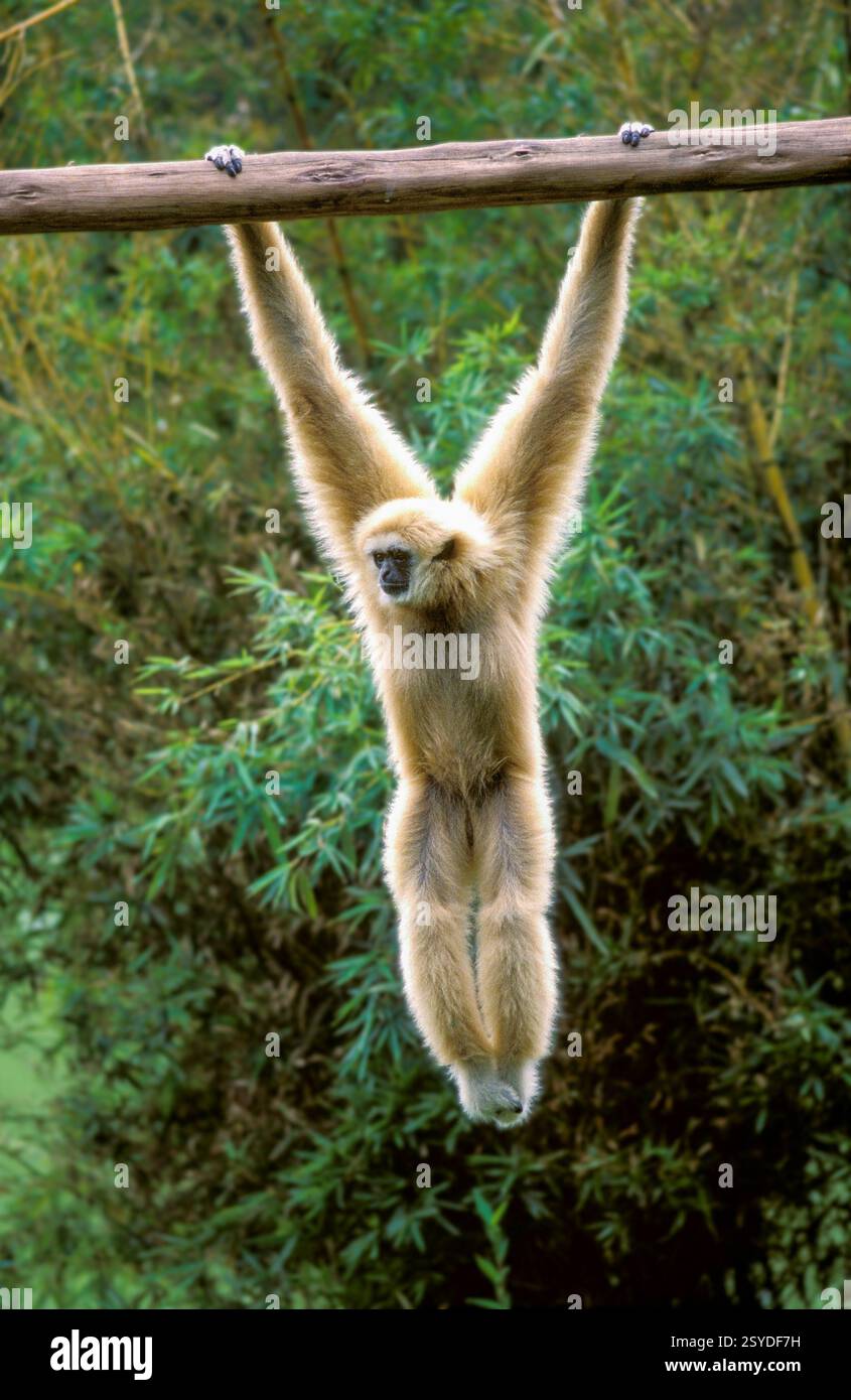 Brazil, The lar gibbon (Hylobates lar), also known as the white-handed ...