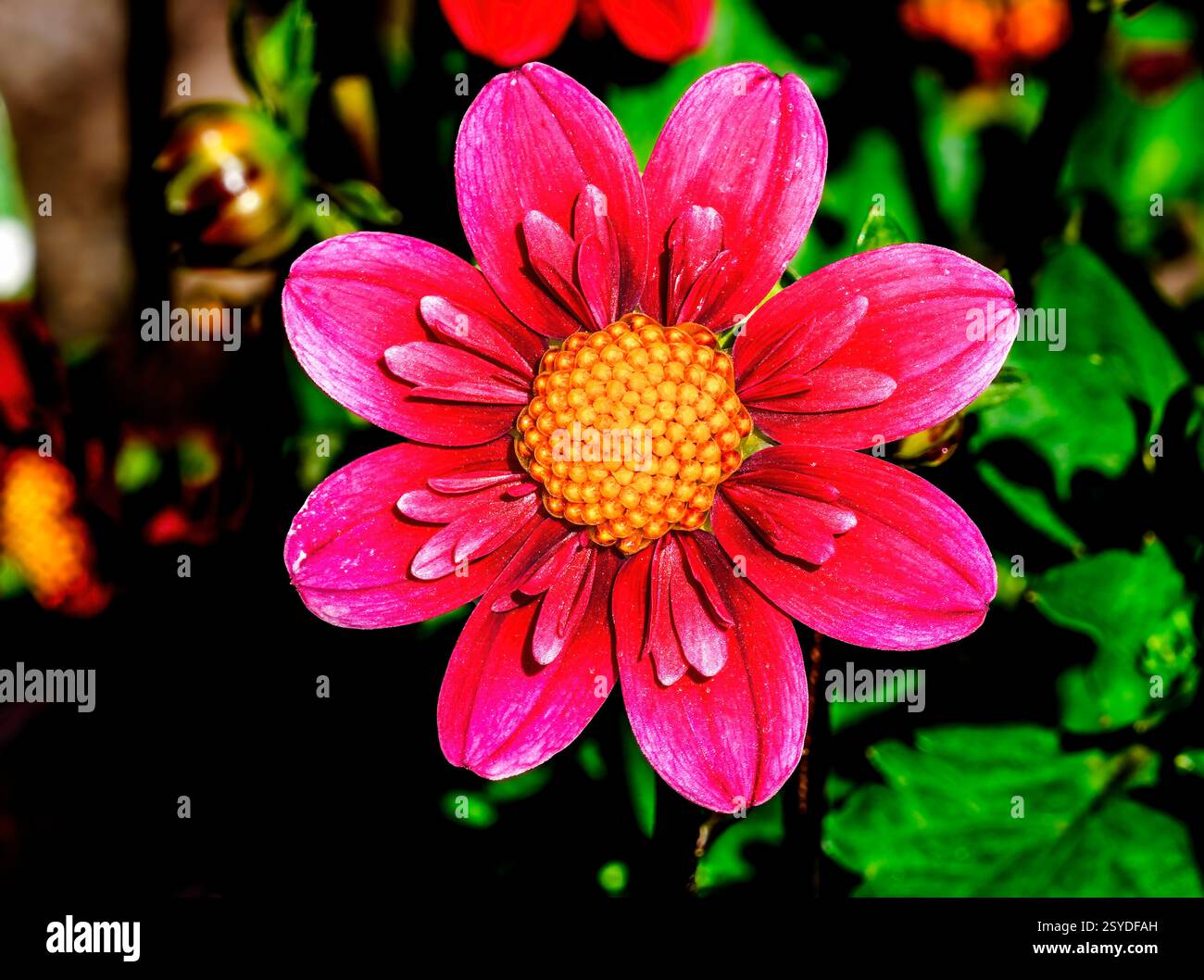 Red Yellow Collarette Dahlia Flower Blossom Bellevue Botanical Garden ...